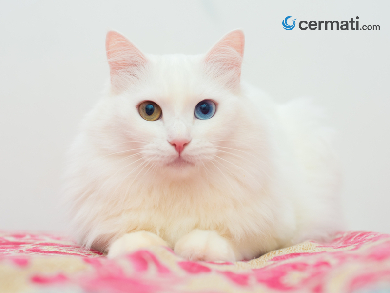 Kucing Anggora, Ketahui Ciri Fisik dan Tips Memelihara Binatang Imut ...