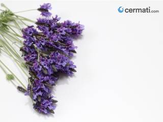 Bukan Cuma Usir Nyamuk, Ini 10 Manfaat Bunga Lavender Lainnya - Cermati.com