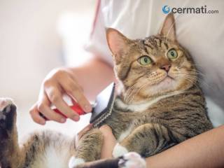 5 Biaya Perawatan Kucing yang Harus Kamu Siapkan - Cermati.com
