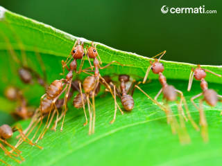 5 Tahap Ternak Kroto untuk Pemula, Apa Saja? - Cermati.com